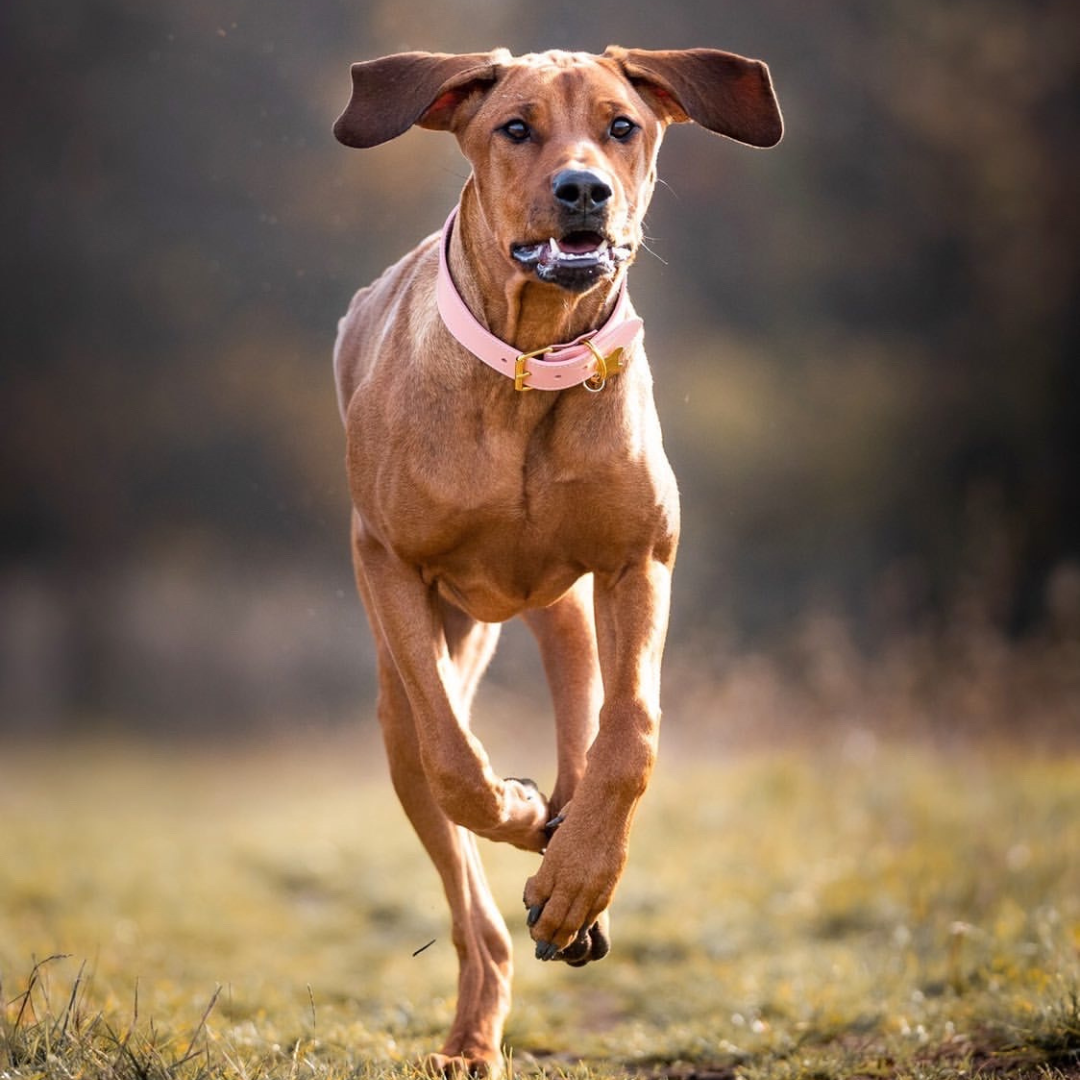 Tips and Tricks for your active dog – Collar of Sweden