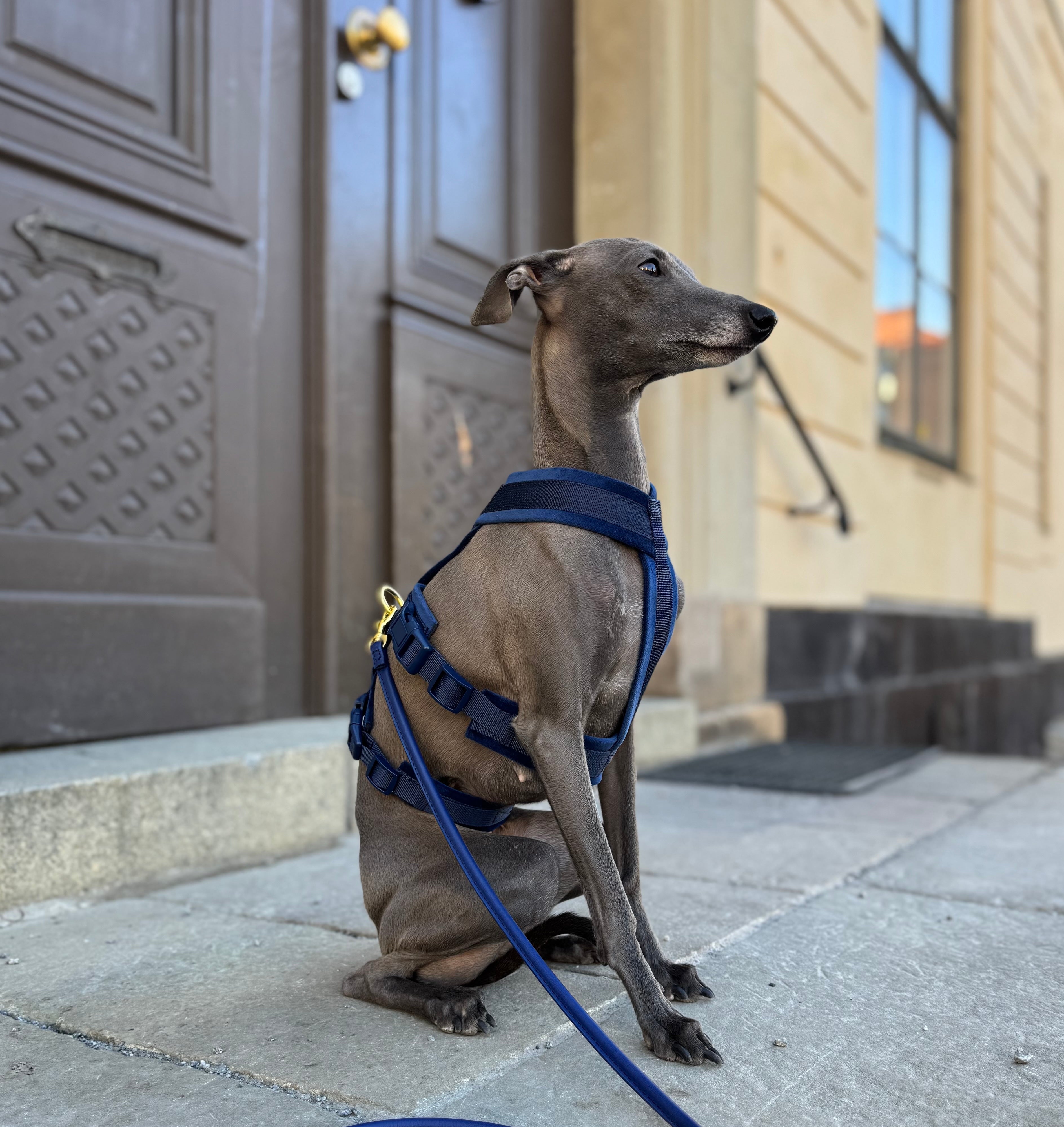 New Dog Harness Colors Are Here – Collar of Sweden