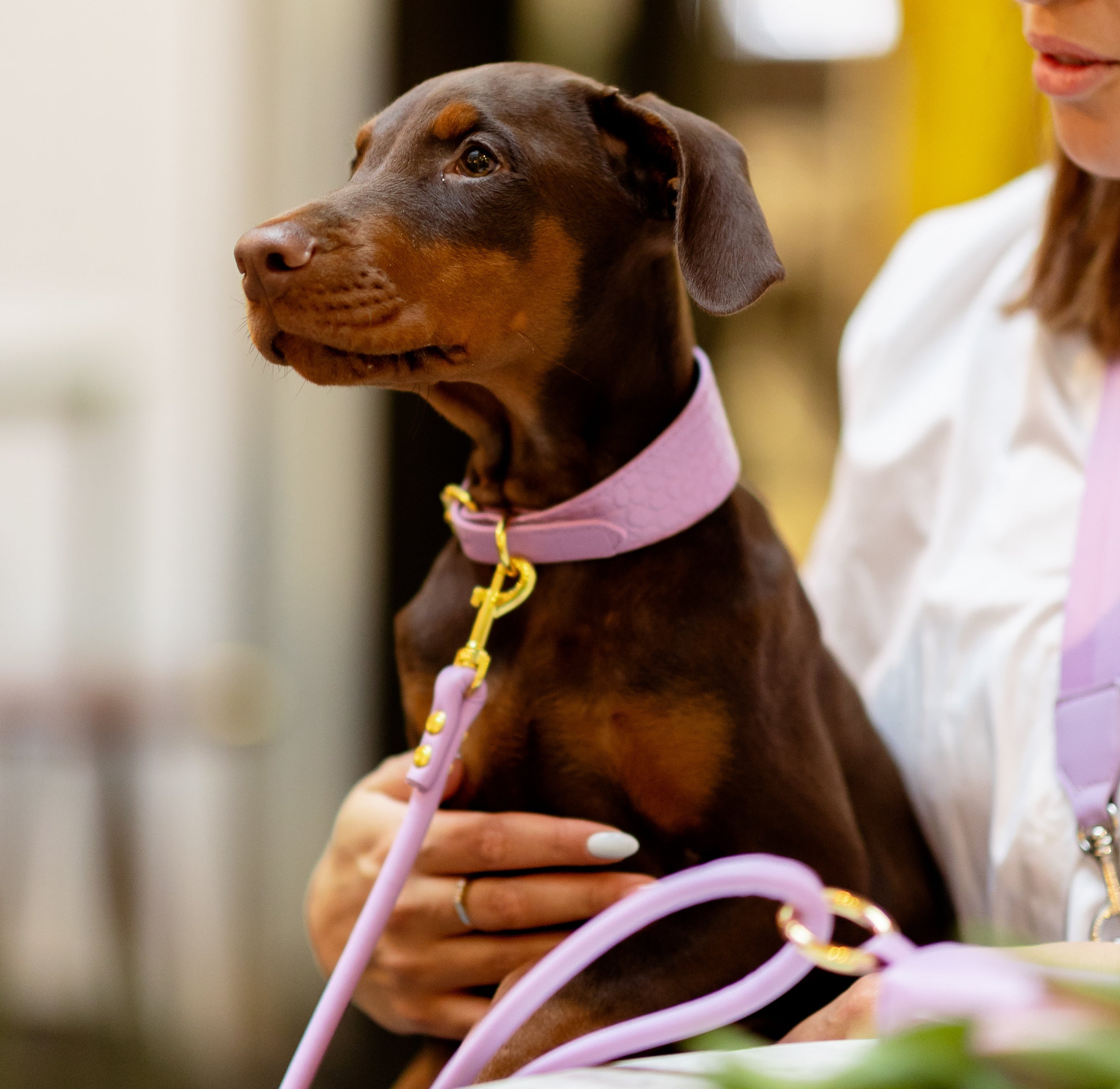 Choose the Right Collar for Your Puppy: A Guide for New Dog Owners ...