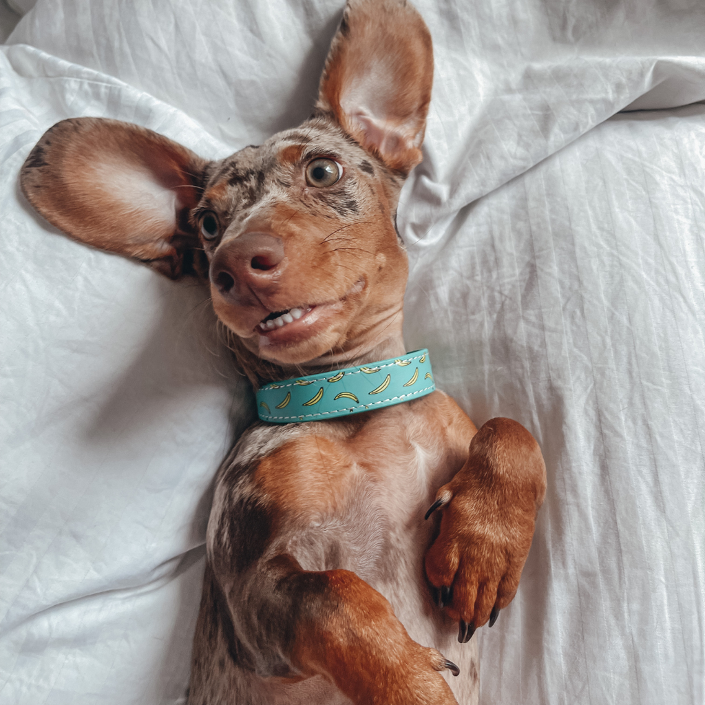 Explore Unique Dog Collars for Your Furry Friend – Collar of Sweden