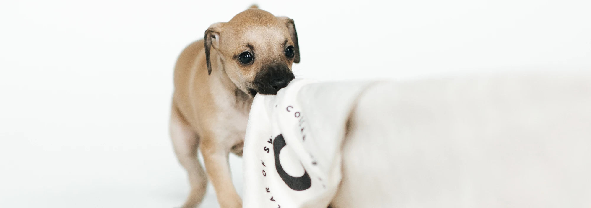 Pawsome Accessories – Collar of Sweden