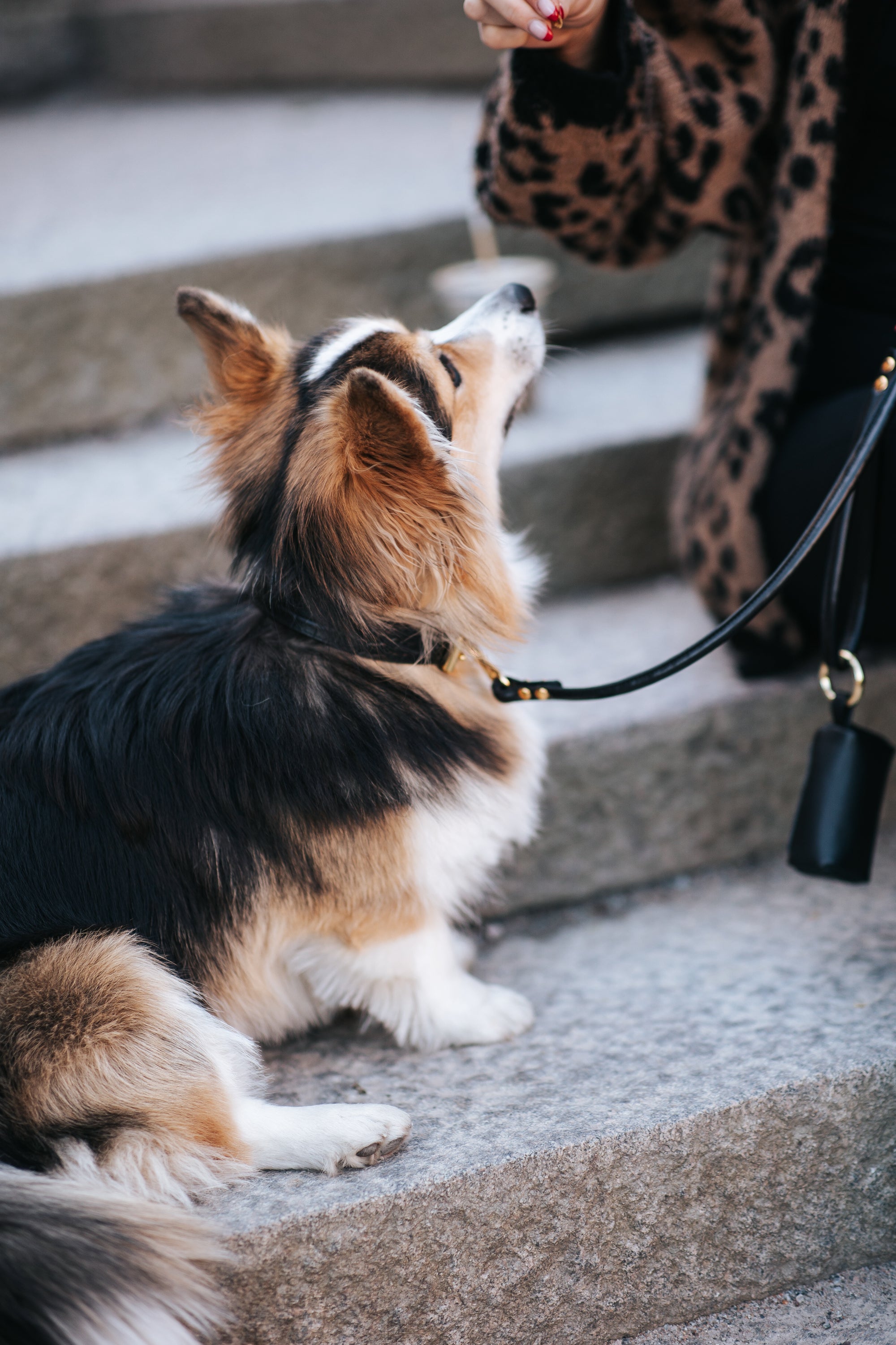 Dog Leads – Round Stitched Leashes – Collar of Sweden