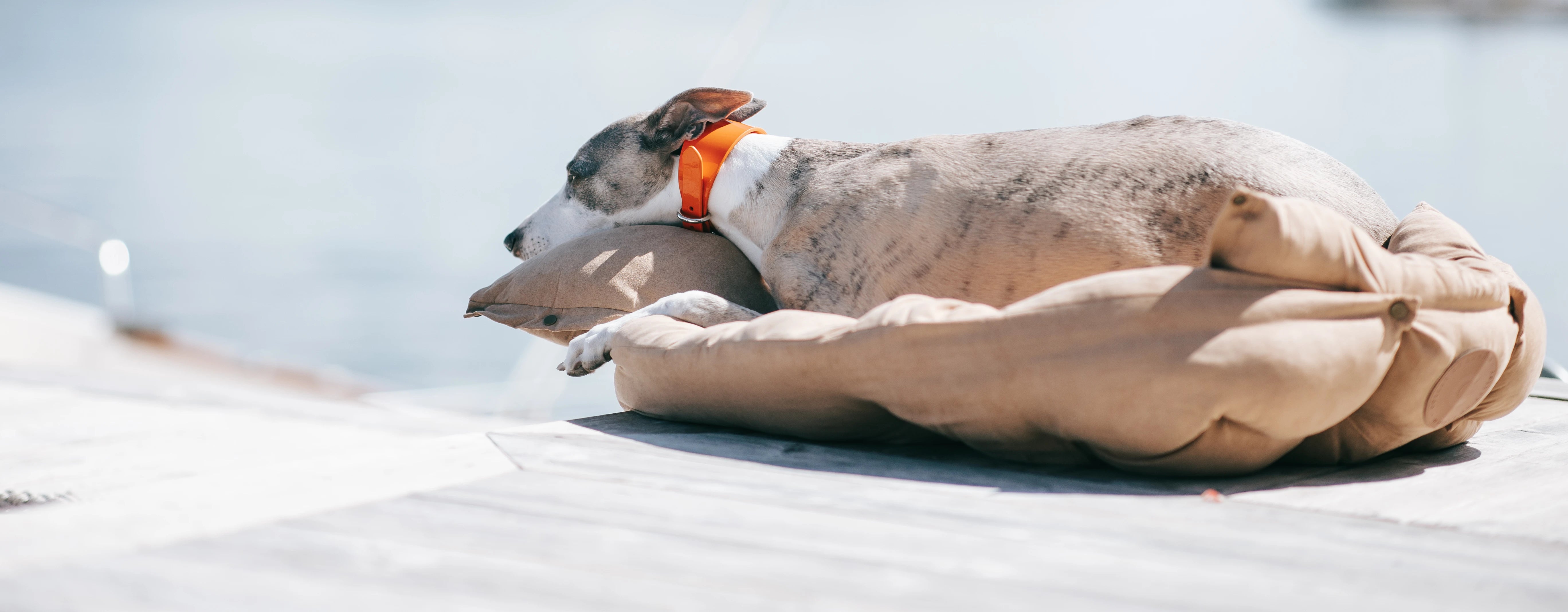 Multifunction Dog Beds – Collar of Sweden