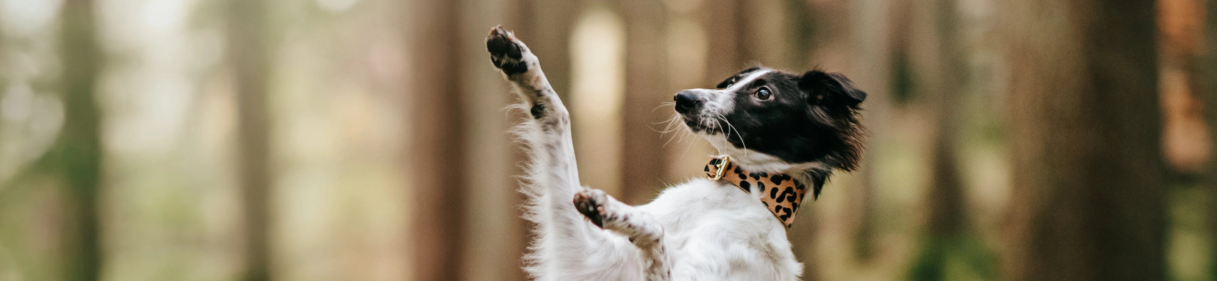 Dog Collars – Trendy, Durable & Adjustable Fit – Collar of Sweden