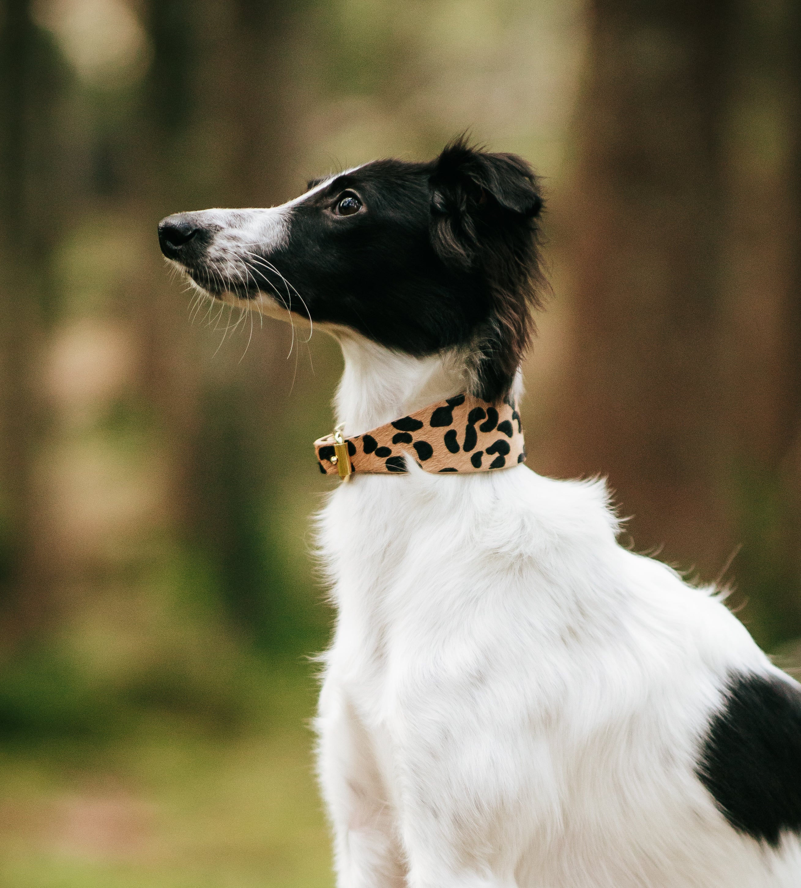 Dog Collars – Trendy & Adjustable – Collar of Sweden