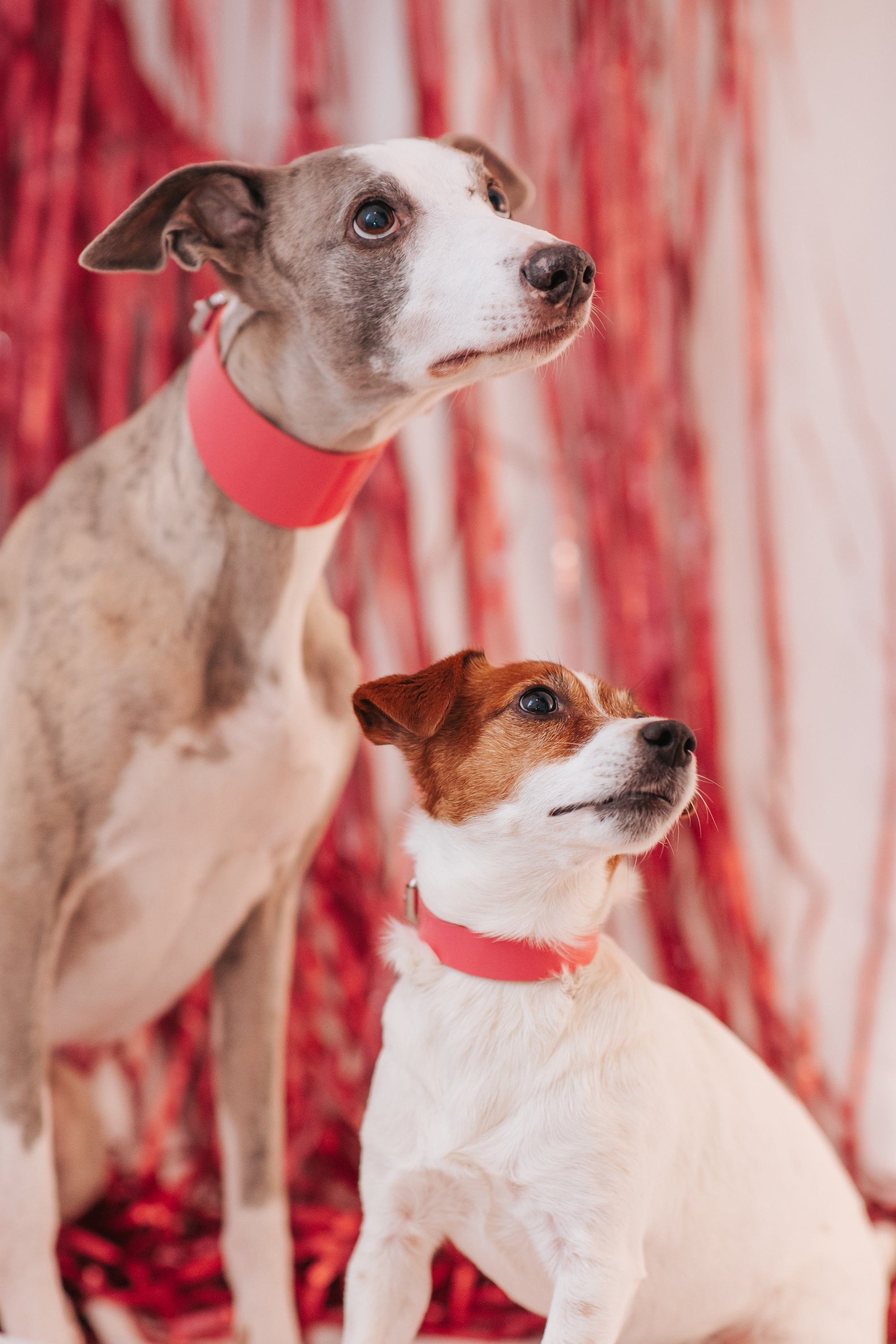 Trendy Dog Accessories For Cool & Stylish Pups | Collar of Sweden