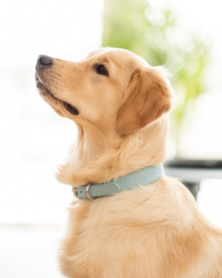 Products – Collar of Sweden