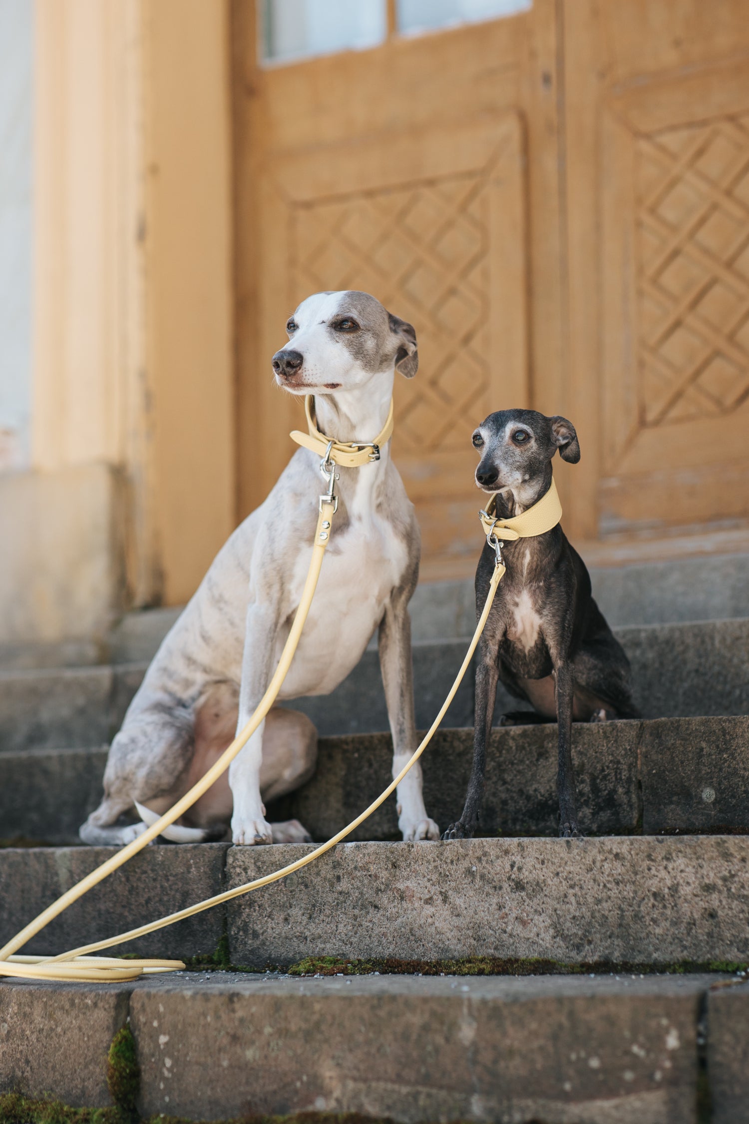 Trendy Dog Accessories For Cool & Stylish Pups | Collar of Sweden