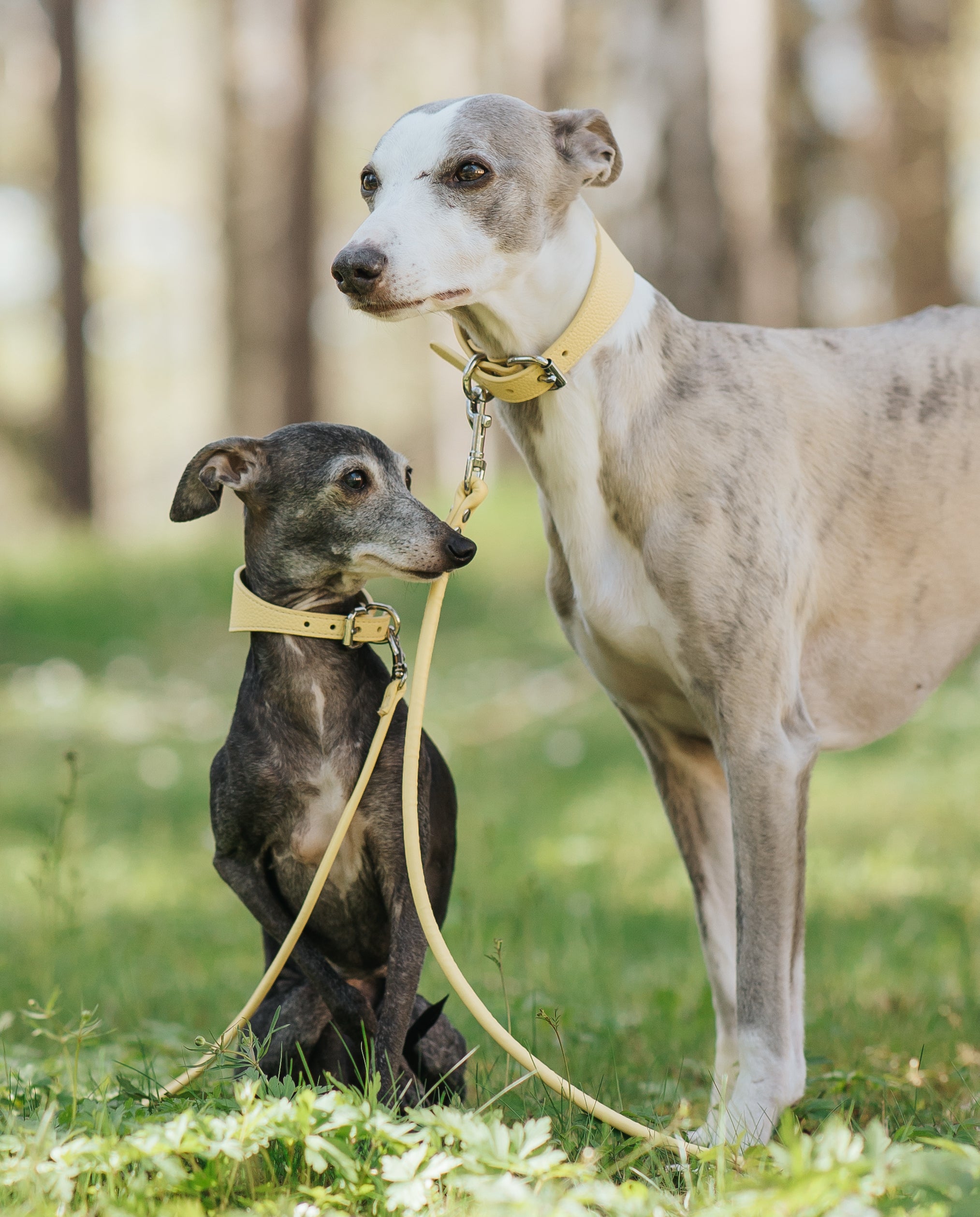 Trendy Dog Accessories For Cool & Stylish Pups | Collar of Sweden